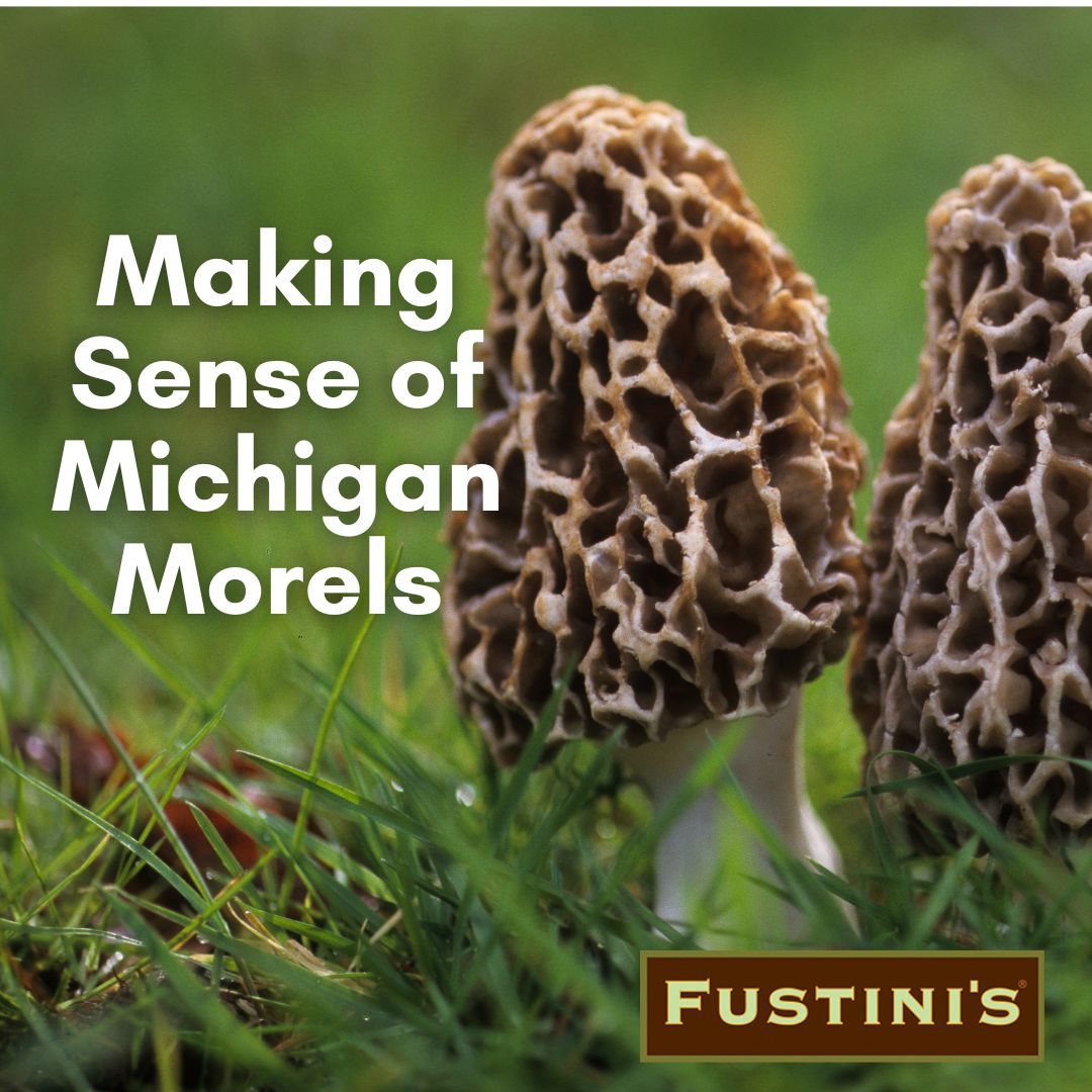 Making Sense of Michigan Morels | Fustini's Oils & Vinegars