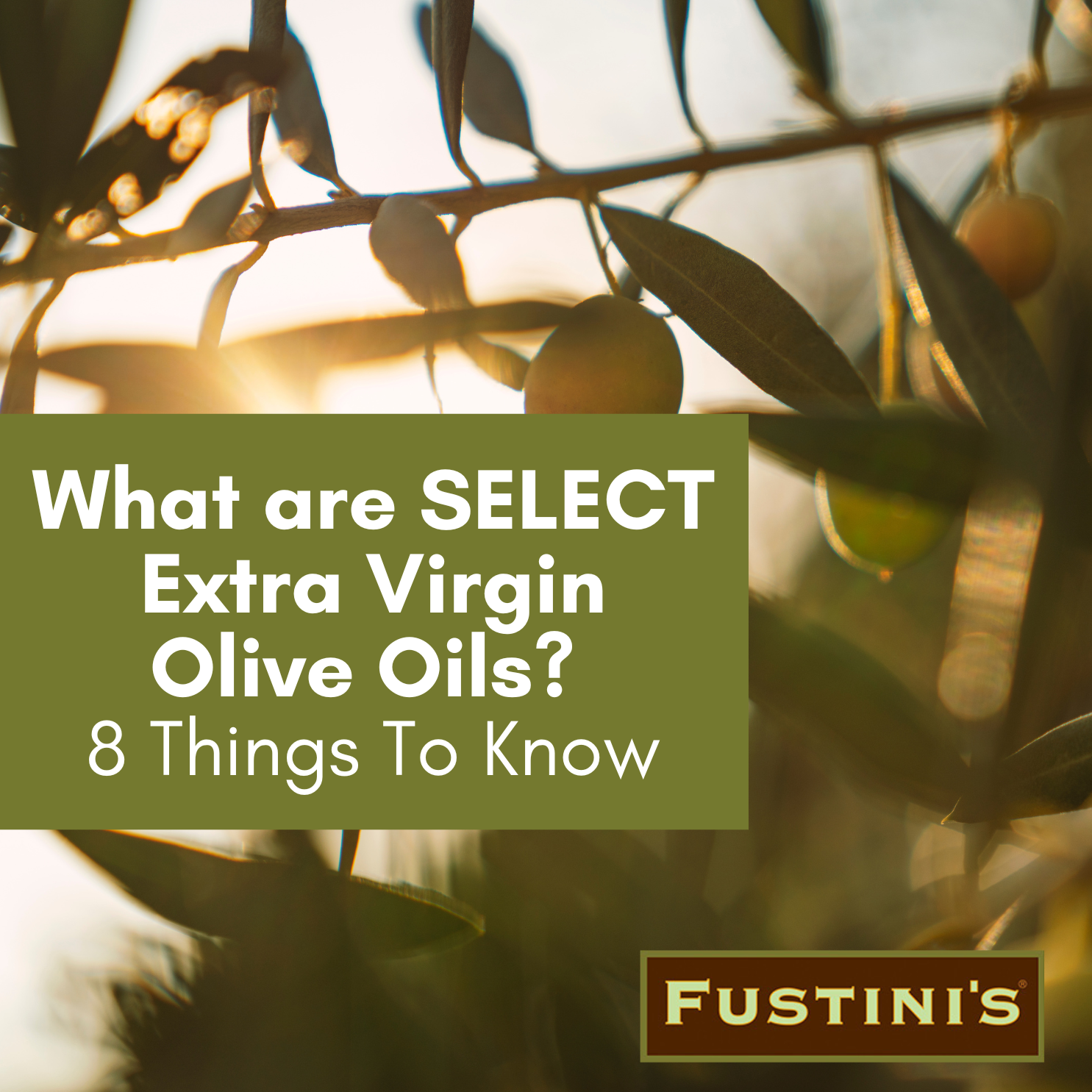 What are SELECT Extra Virgin Olive Oils? 8 Things to Know – Fustini's ...